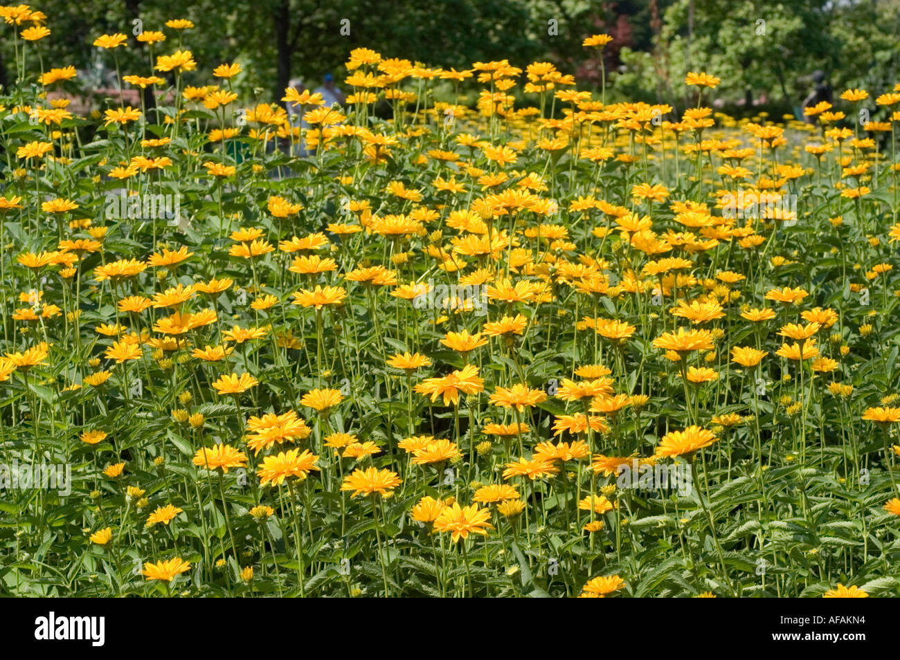 Yellow flowers of smooth oxeye Asteraceae Heliopsis helianthoides var ...