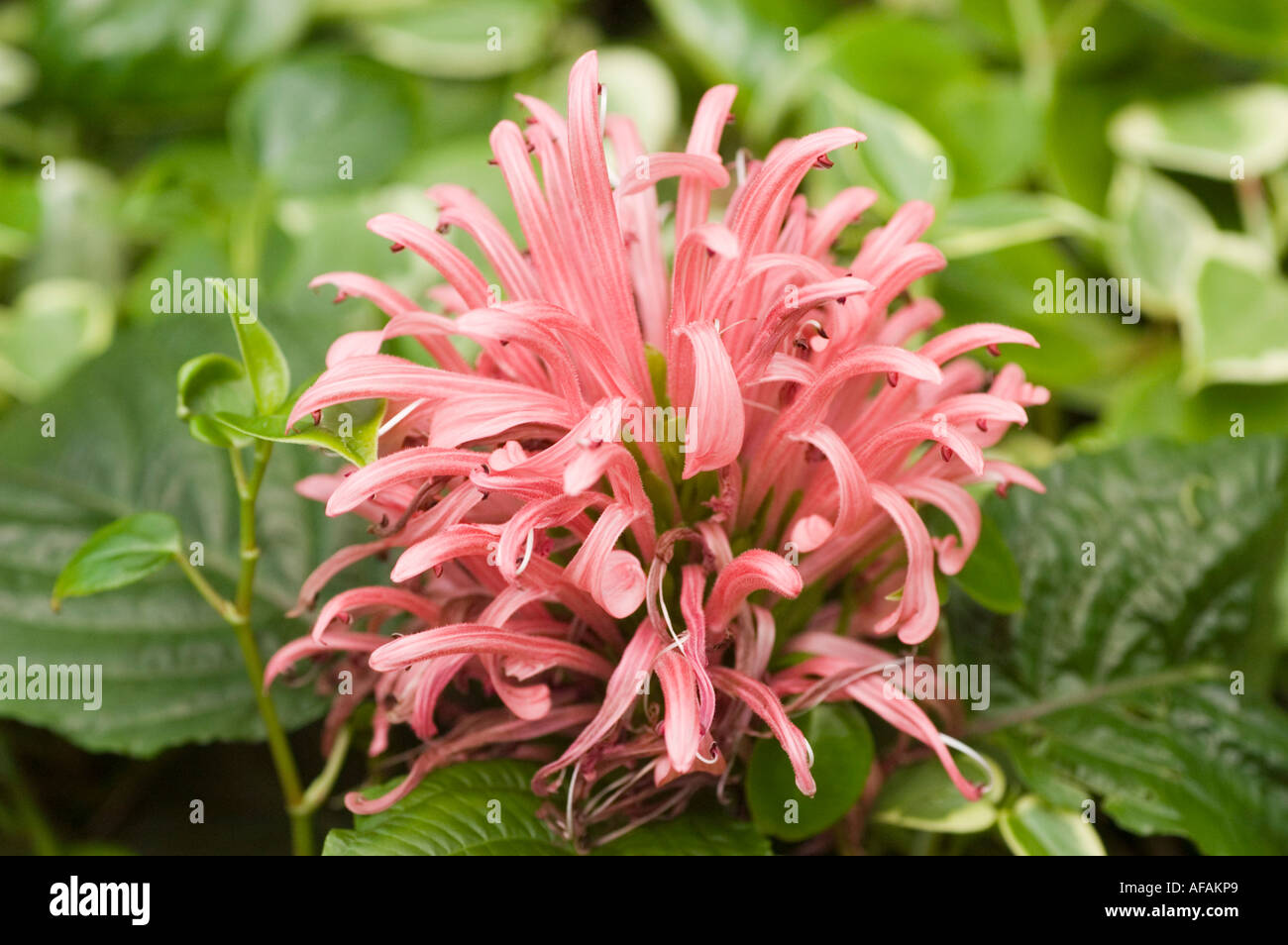 Pink Brazilian Plume Flower Acanthaceae Jacobinia or Justicia carnea ...