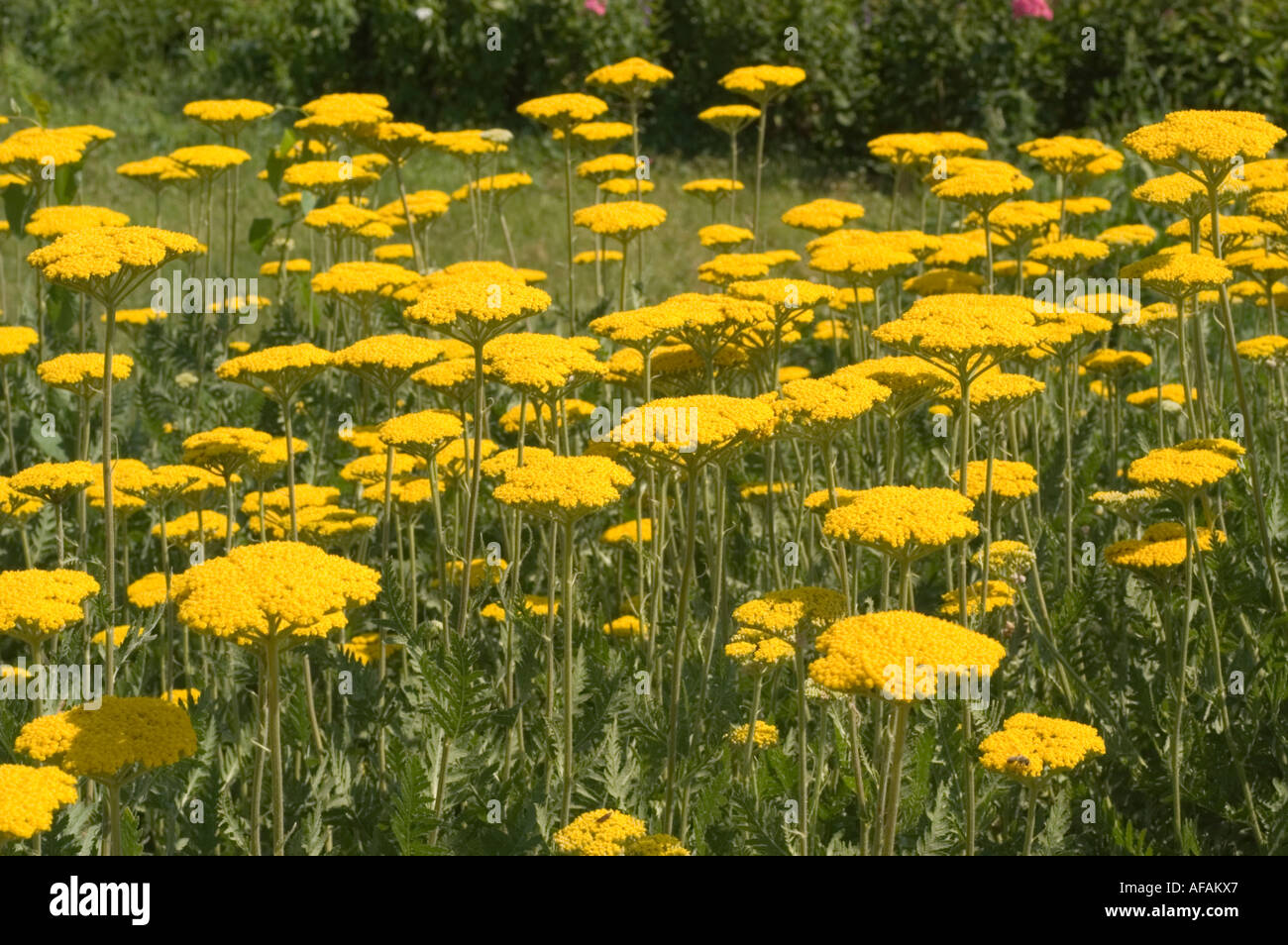 Achillea Gladiator