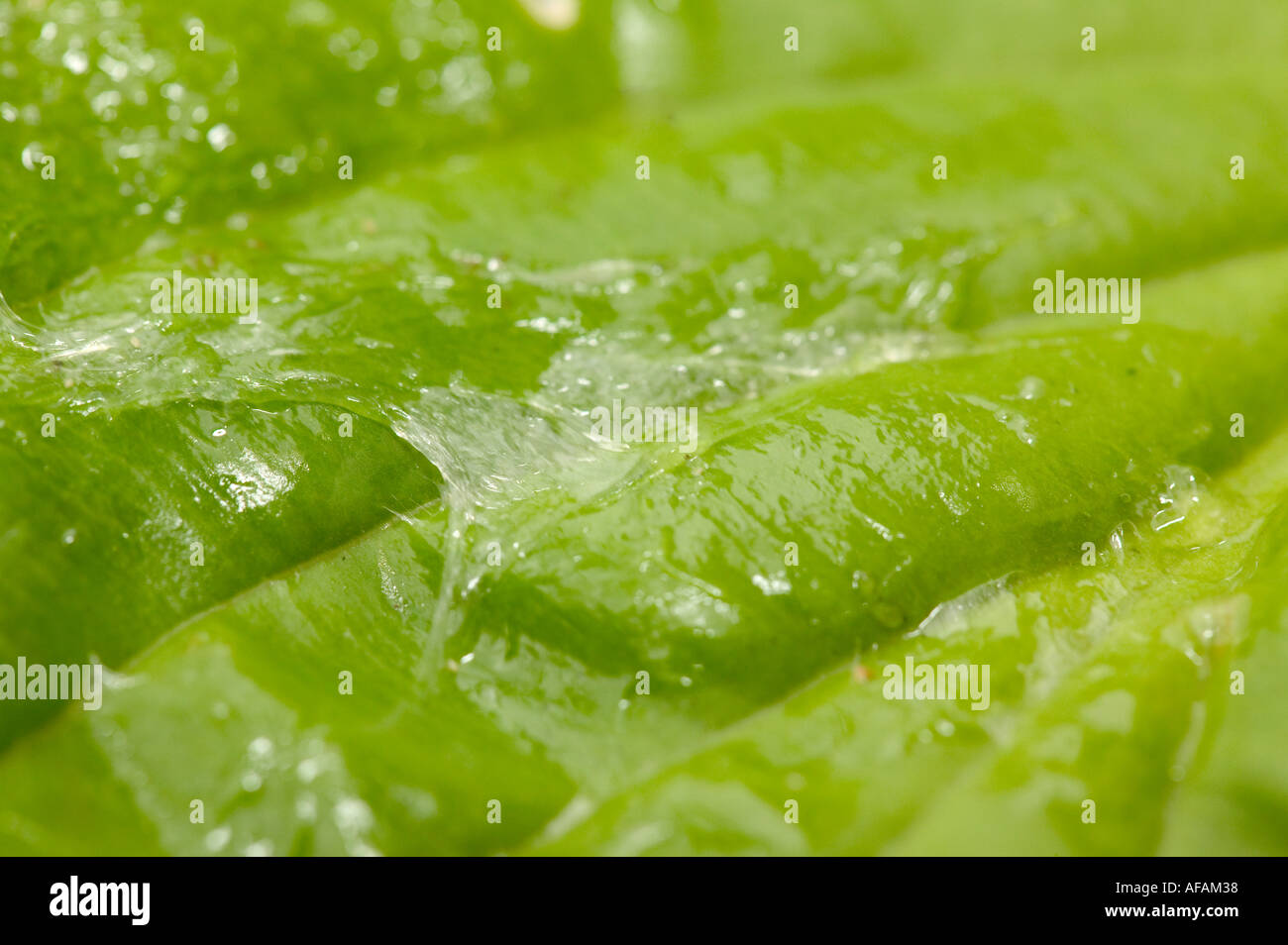 slug slime trails on a Hoster leaf Stock Photo - Alamy