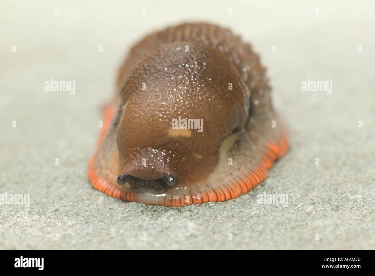 Shiny slug hi-res stock photography and images - Alamy