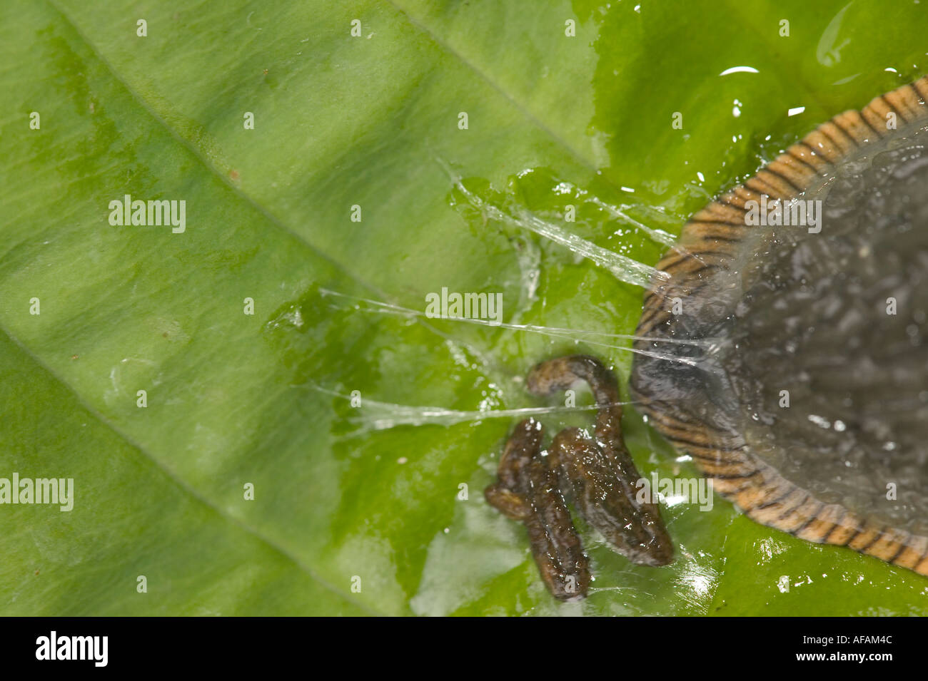 Leaf slime trail hi-res stock photography and images - Alamy