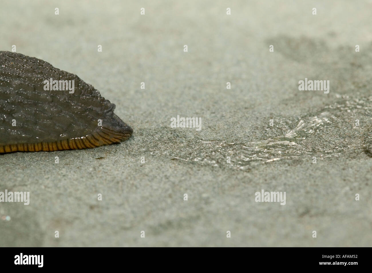 Slug Slime Trail High Resolution Stock Photography and Images - Alamy