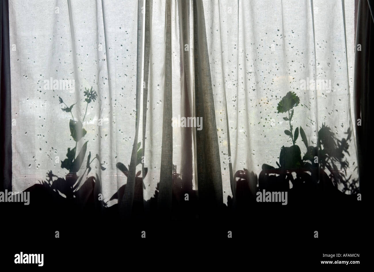 WINDOW BOX SHADOWS WITH RAIN JULY 4 2007 2007 Stock Photo - Alamy