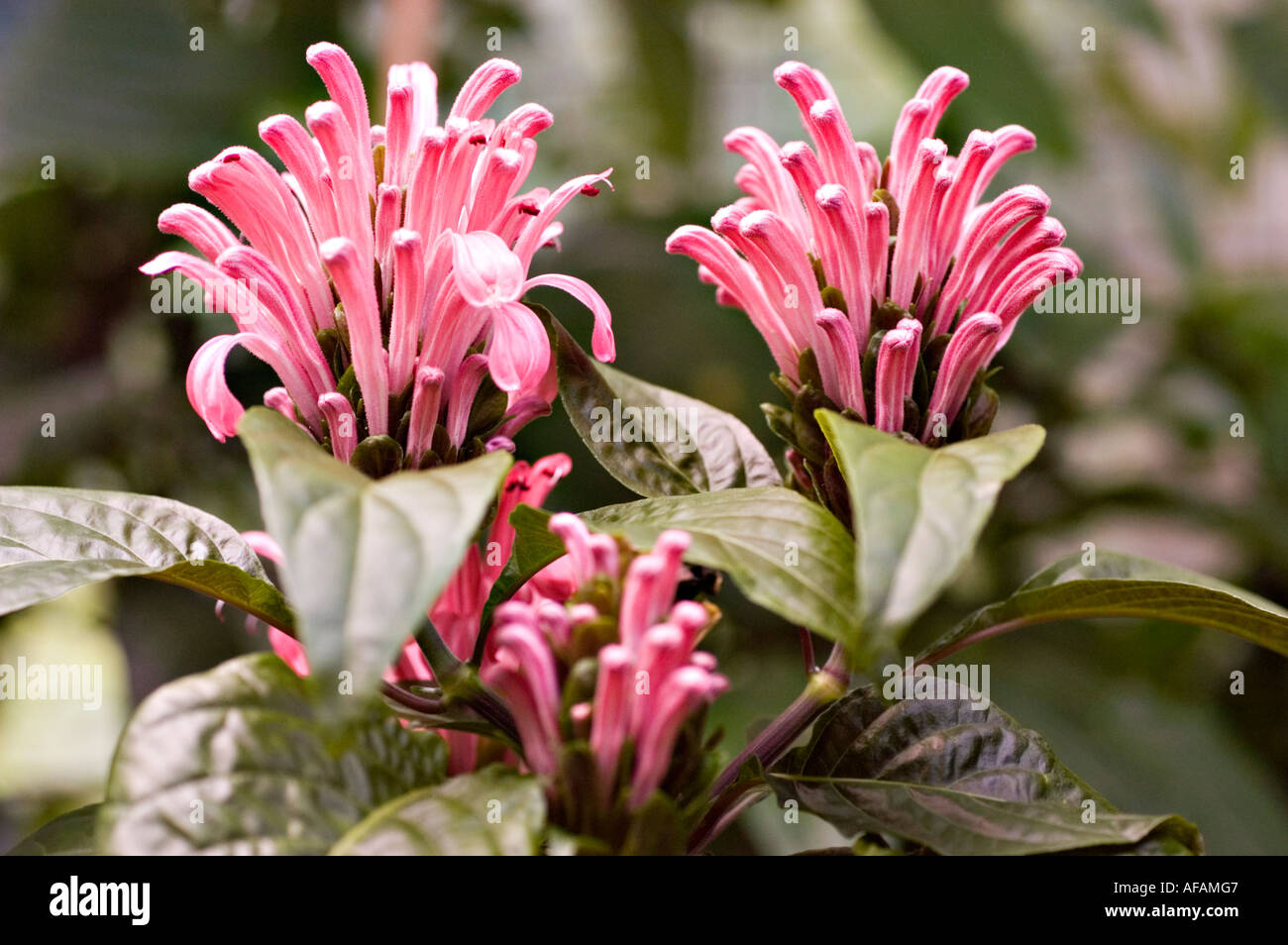 Pink Brazilian Plume Flower Acanthaceae Jacobinia or Justicia carnea ...