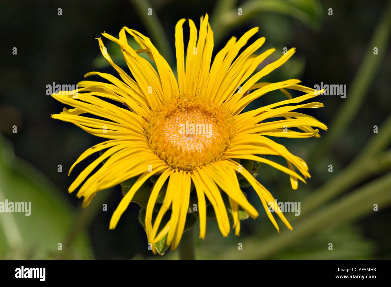 Yellow flowers of Medicinal plant elecampane inula Compositae Inula ...