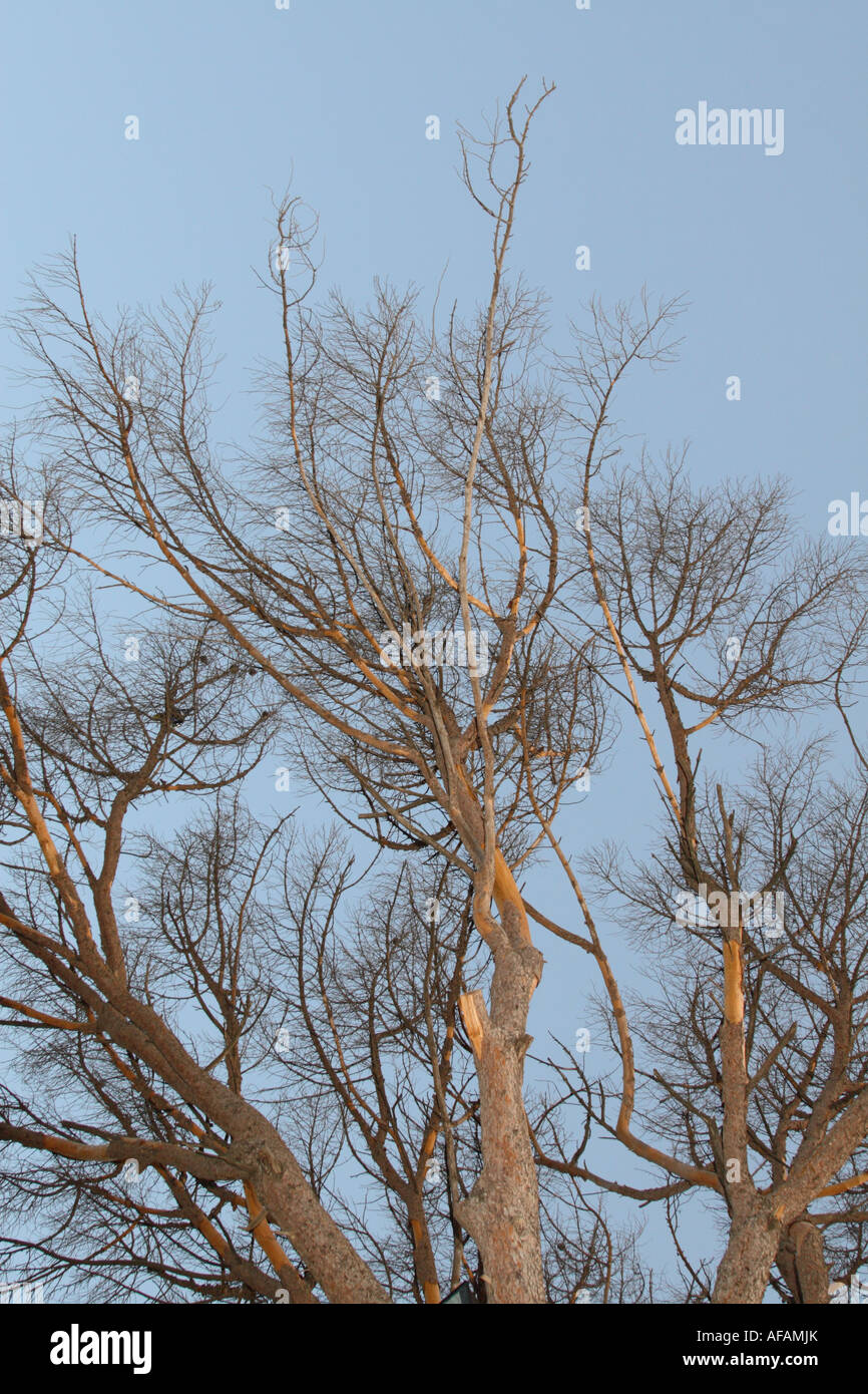 Silhouette of a tree Stock Photo - Alamy