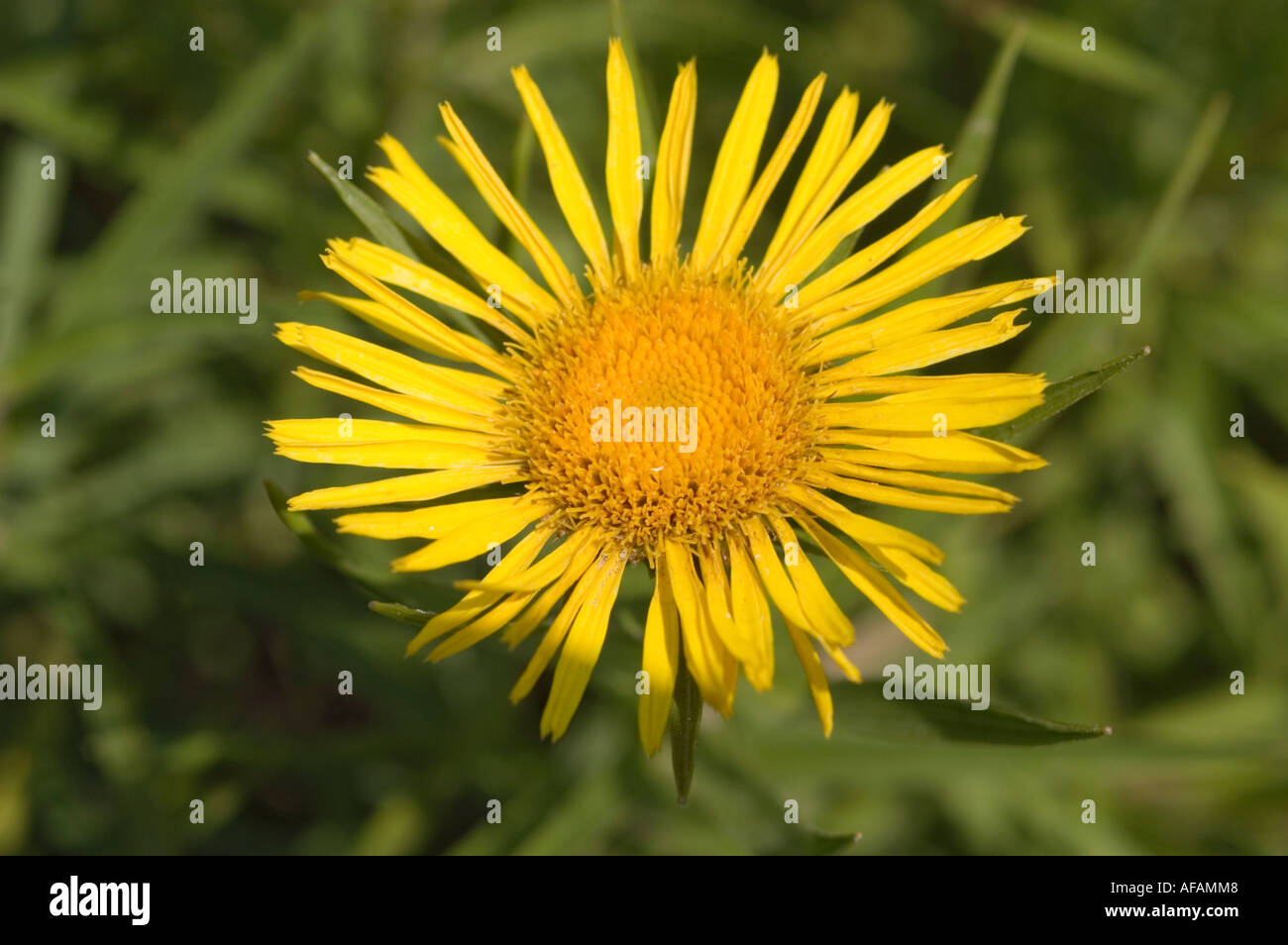 Swordleaf inula inula ensifolia hi-res stock photography and images - Alamy