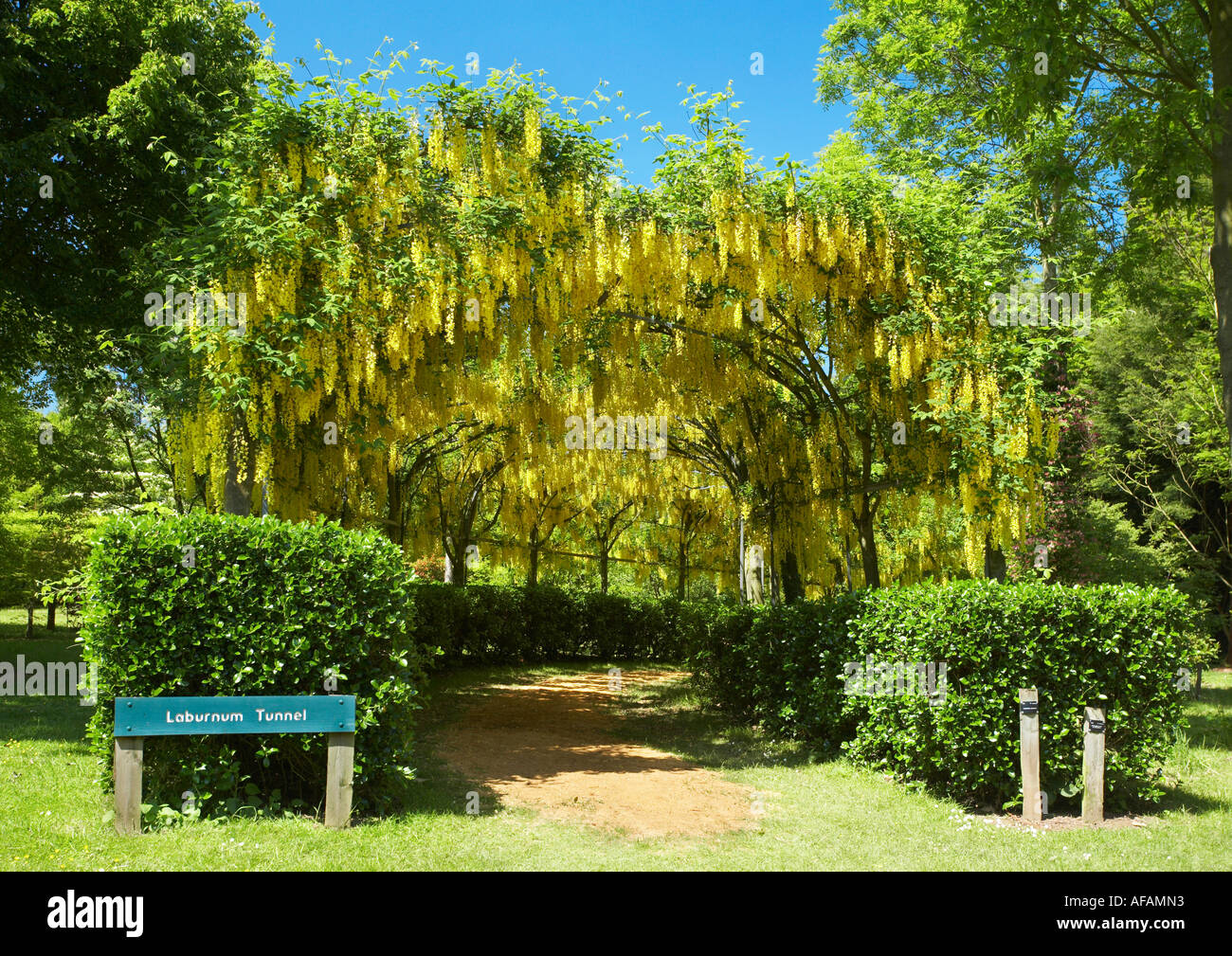 Laburnum Tunnel at Bodenham Arboretum Worcestershire England Stock ...