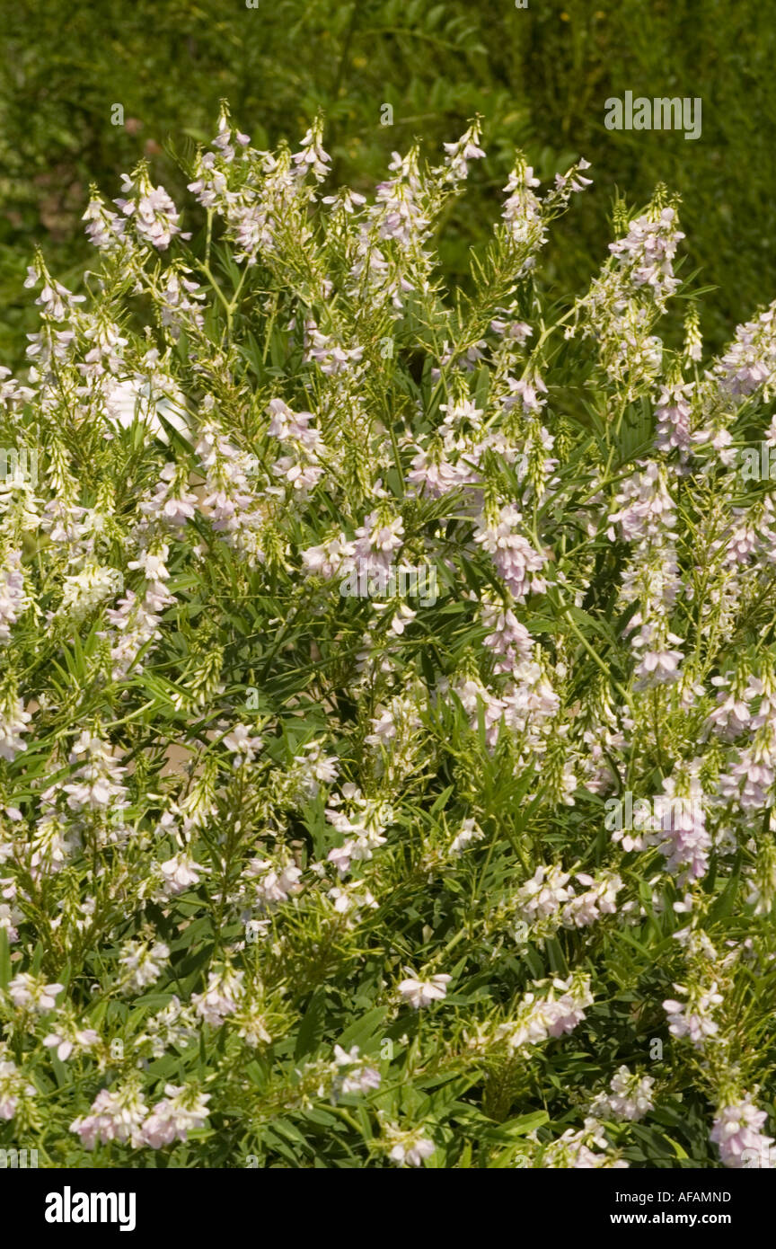 Medicinal plant Goats Rue Fabaceae Galega officinalis Europe Middle ...