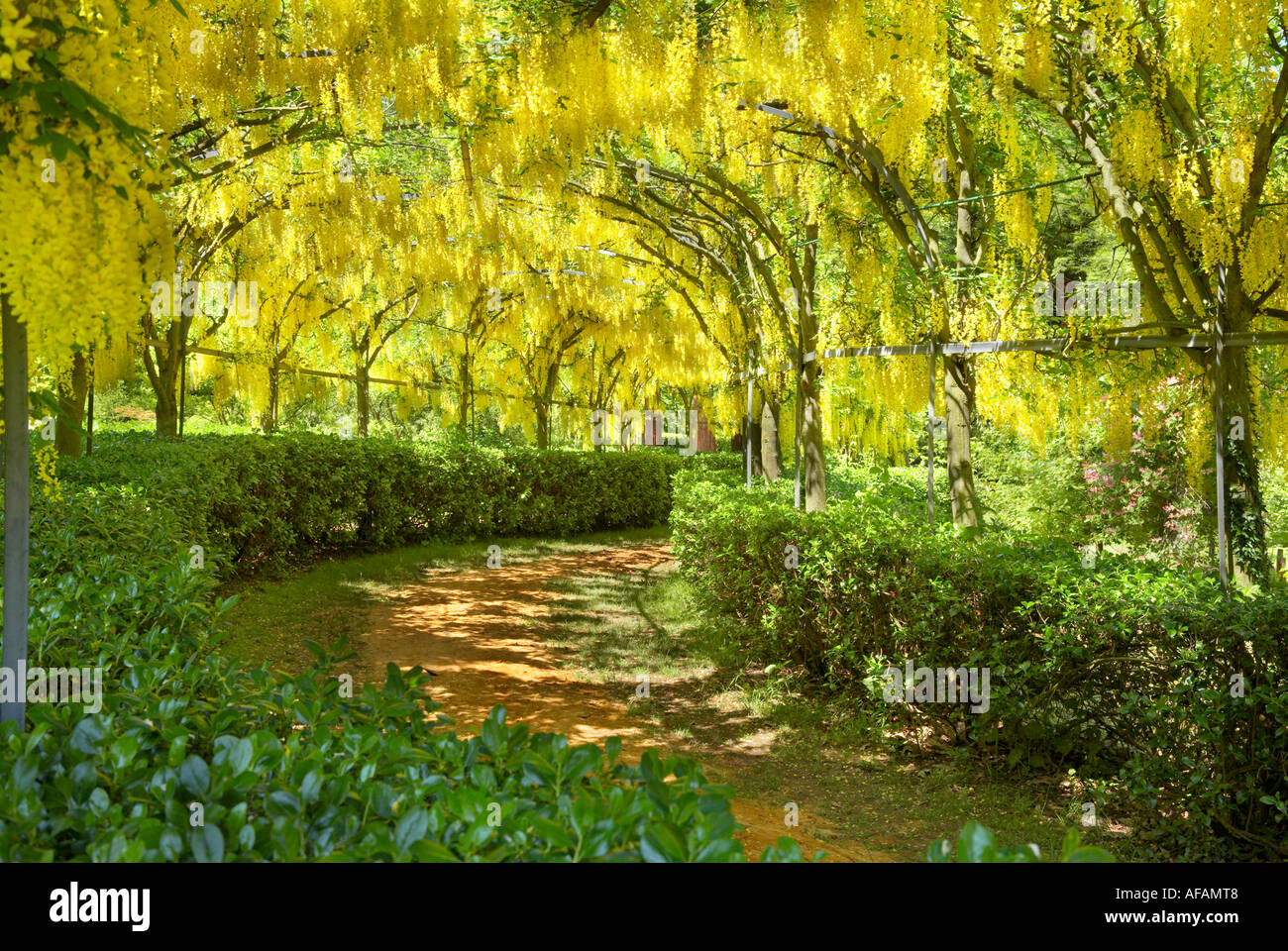 Laburnum Tunnel at Bodenham Arboretum Worcestershire England Stock ...