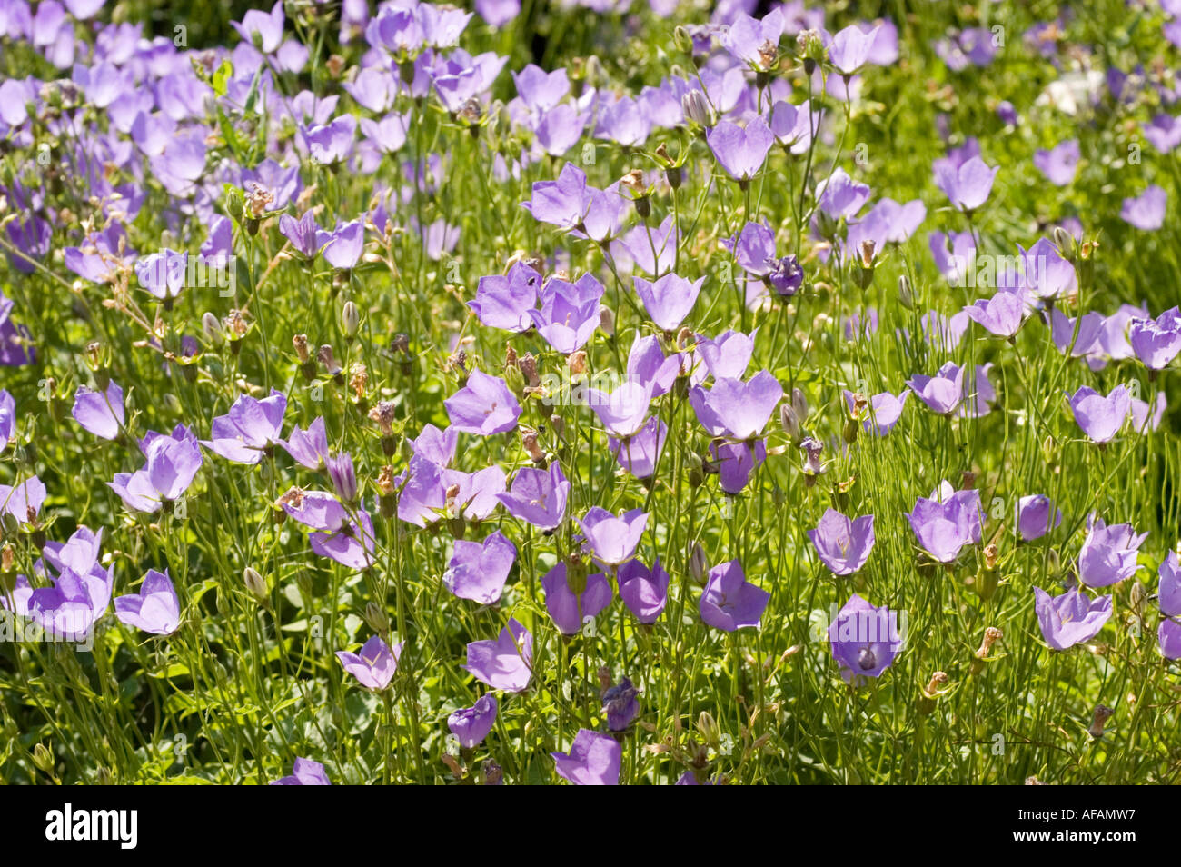 Violet blue flowers of bell Campanulaceae Campanula carpatica Karl ...