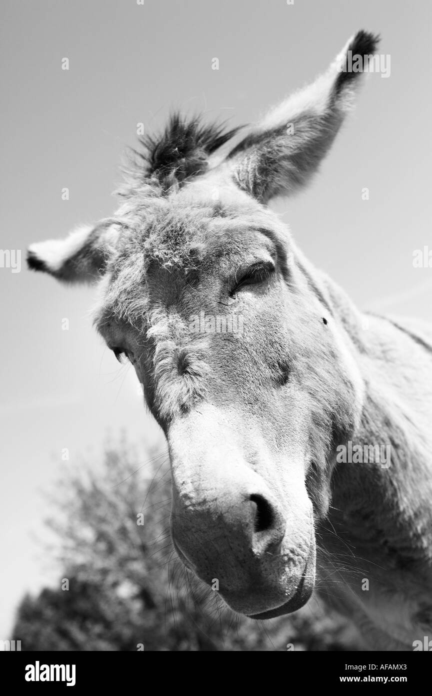 donkey face closeup happy sanctuary donkey Stock Photo - Alamy
