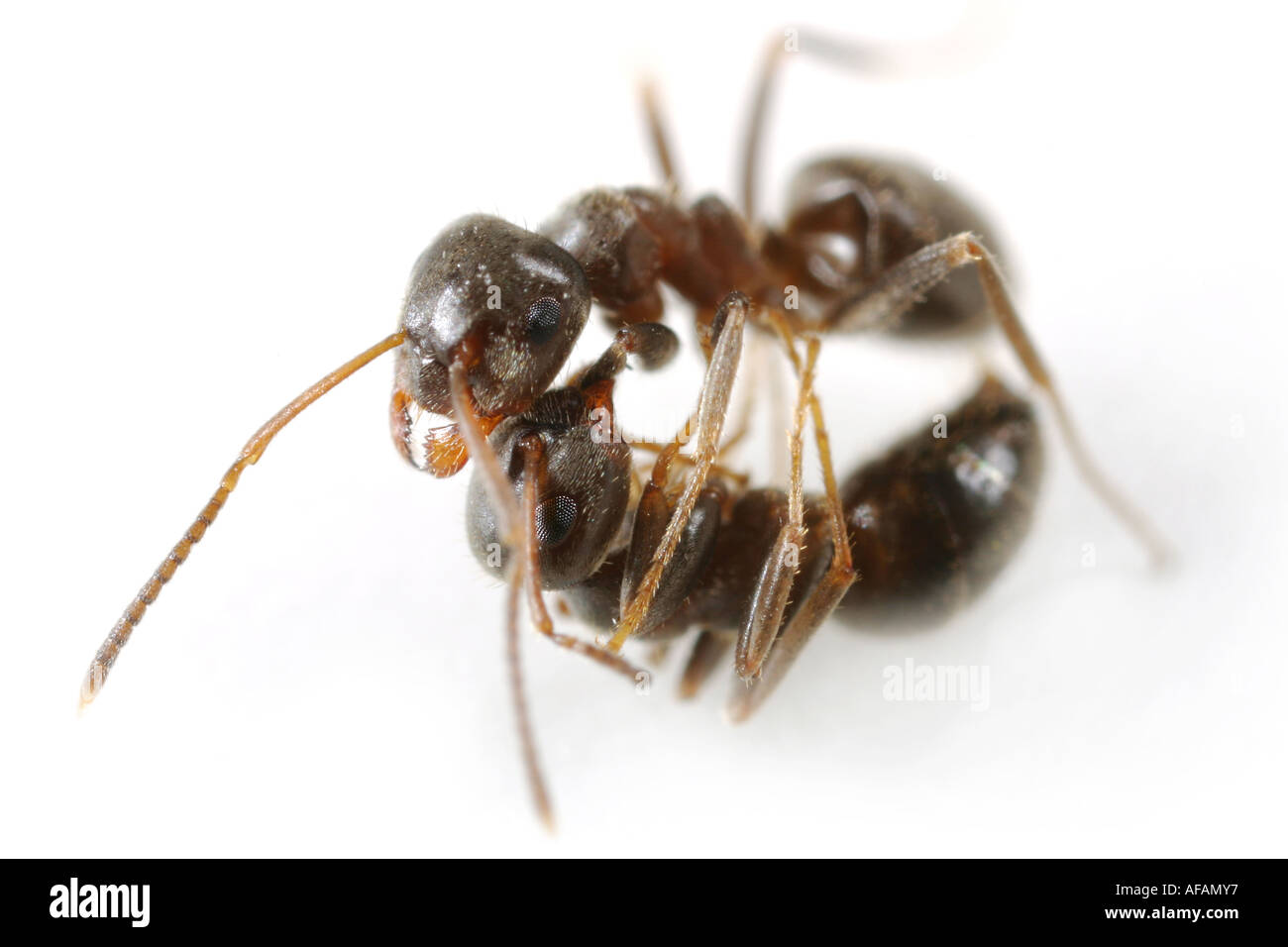 Close up of a couple of garden ants in a fight Stock Photo - Alamy