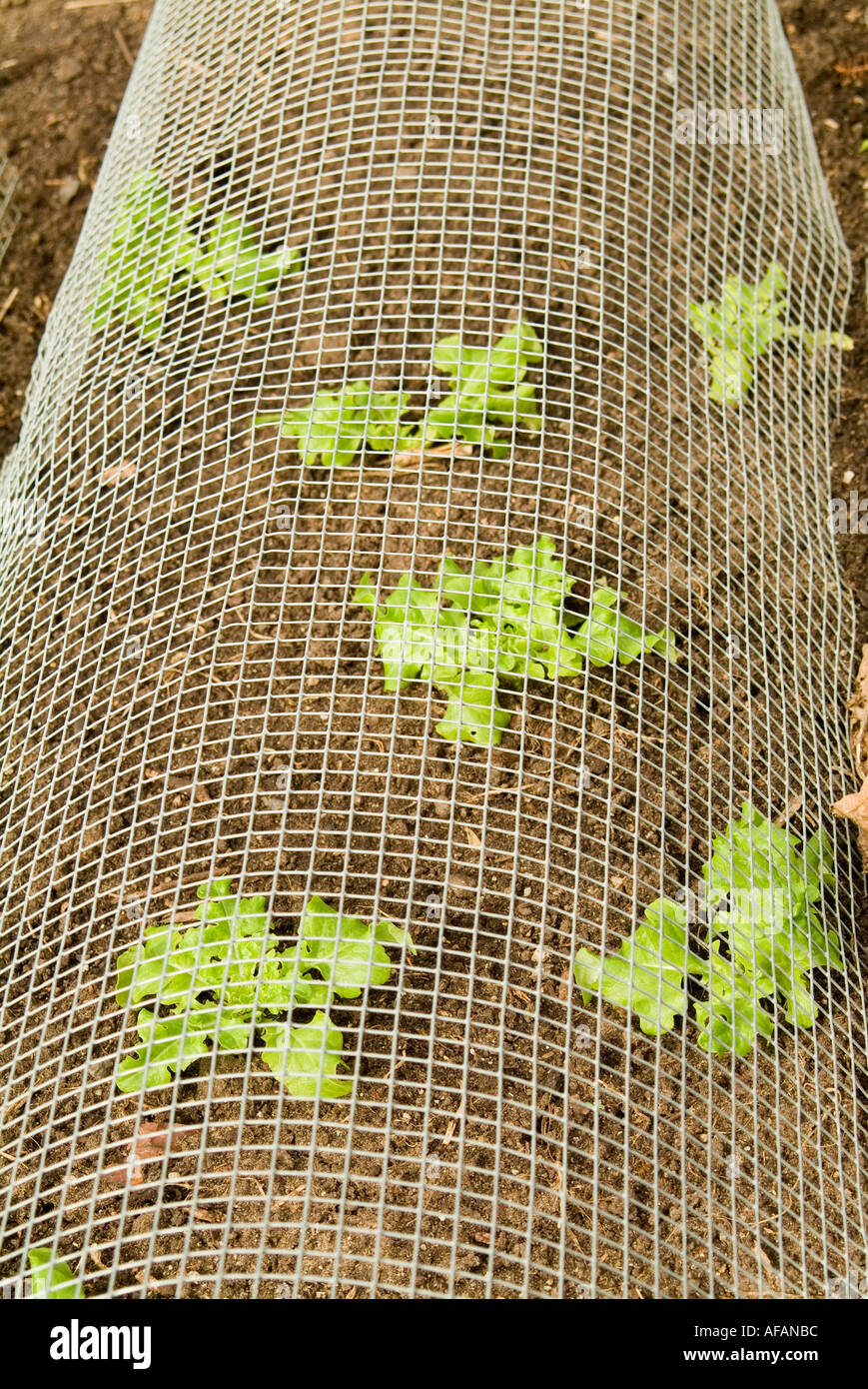 Lettuce seedlings protected from birds by wire mesh Stock Photo - Alamy