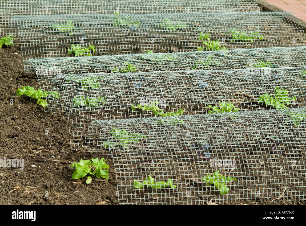 Lettuce seedlings protected from birds by wire mesh Stock Photo - Alamy