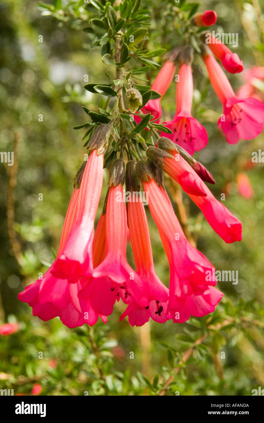 Cantua buxifolia Flower of the Incas Stock Photo - Alamy