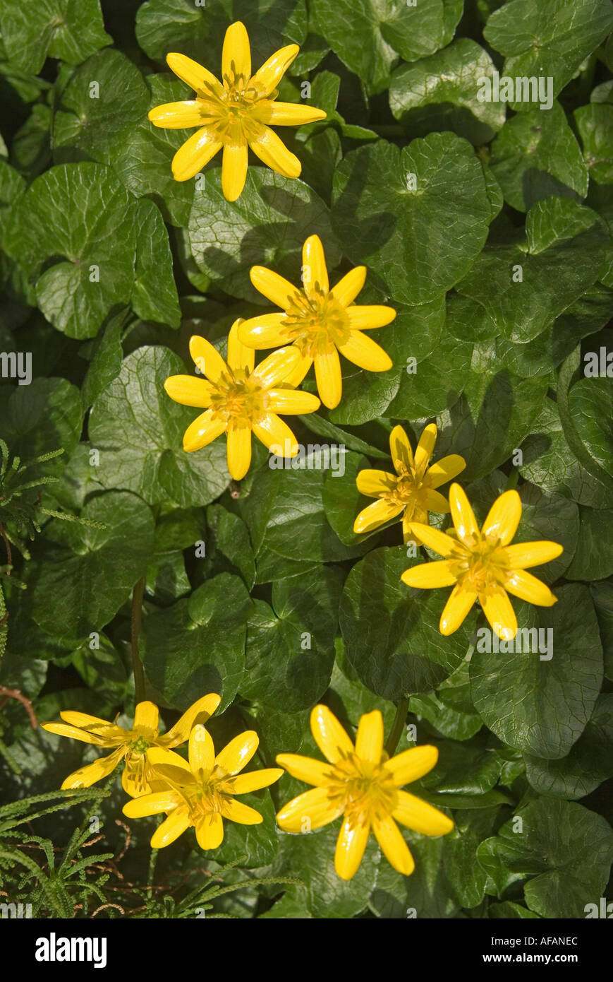 Parietaria hi-res stock photography and images - Alamy