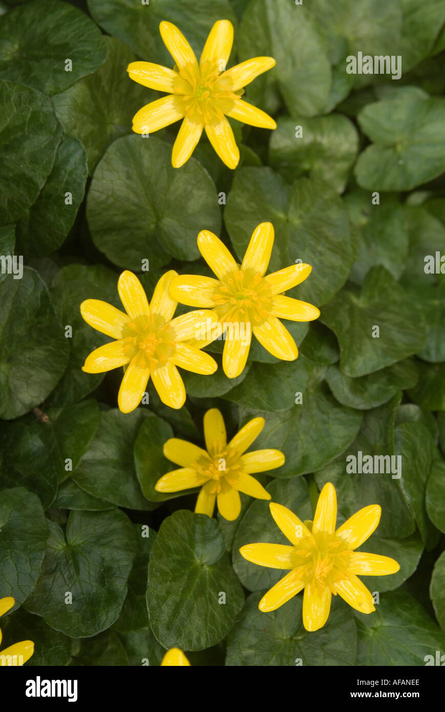 Pellitory hi-res stock photography and images - Alamy