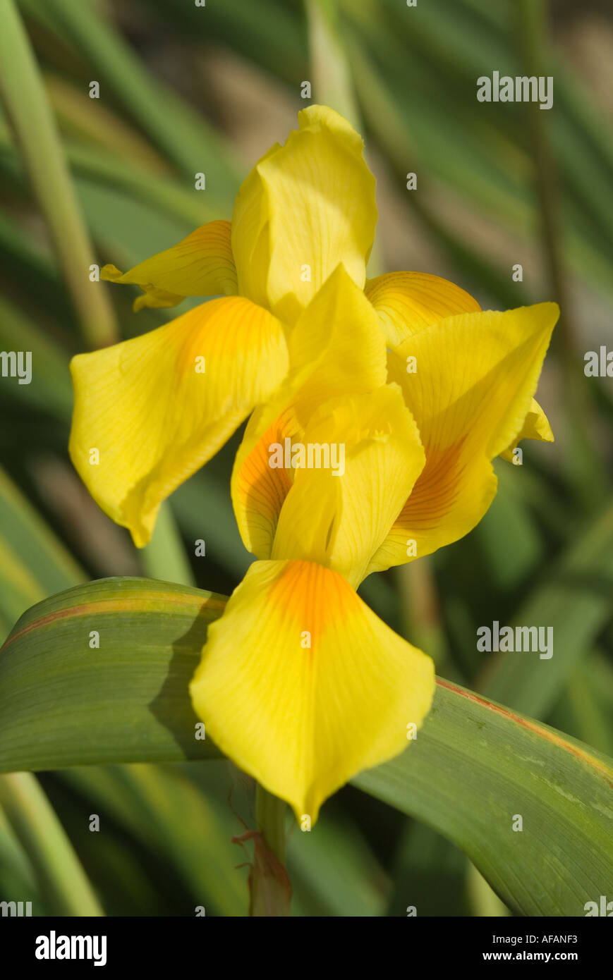 Yellow South African Iris Moraea Spathulata Stock Photo - Alamy