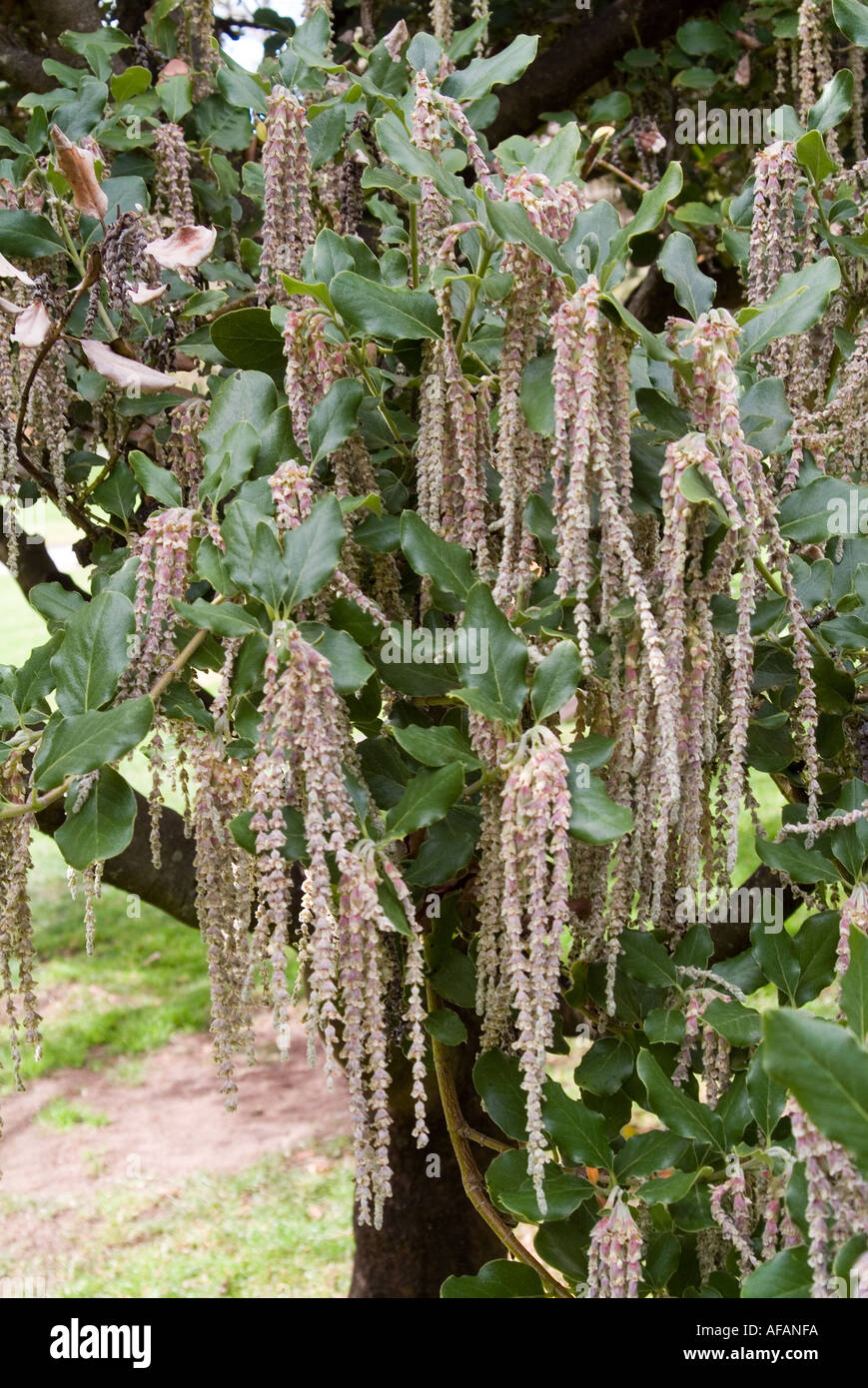 Garrya elliptica tassels hi-res stock photography and images - Alamy