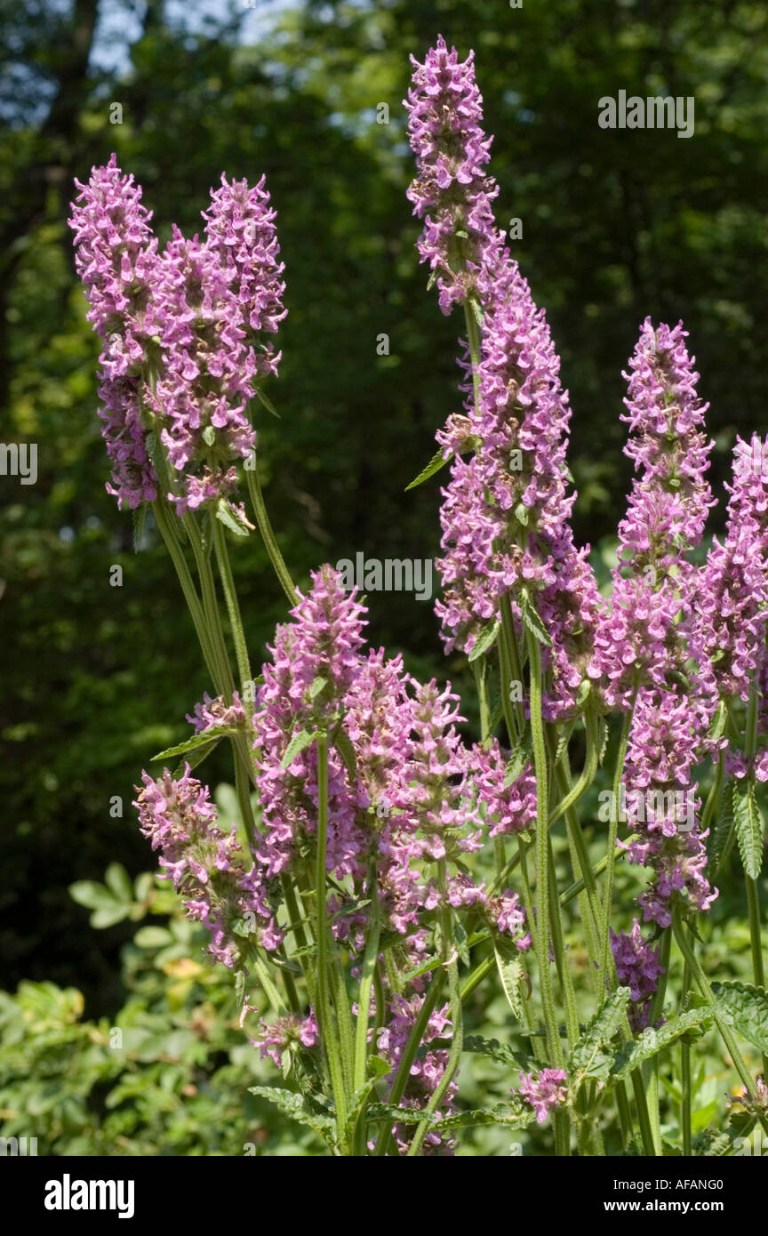 Lousewort purple betony wood betony betony Labiatae Stachys Officinalis ...