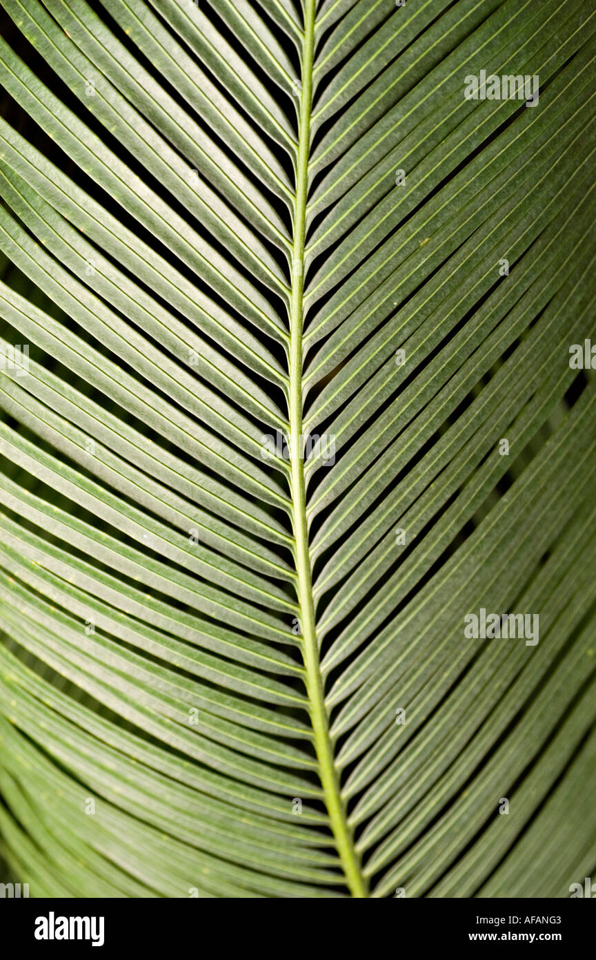 Close-up of a Queen sago palm (Cycas circinalis) leaf showing ...
