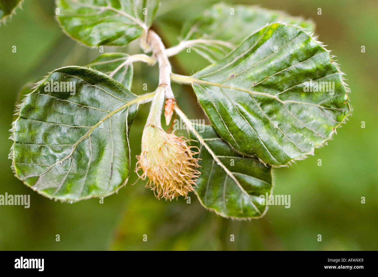 Nuts of Beech Fagaceae Fagus Sylvatica Stock Photo - Alamy