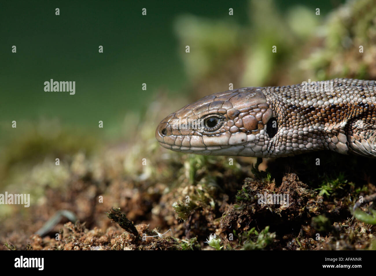 Common Lizard Lacerta vivipara Dorset Stock Photo - Alamy