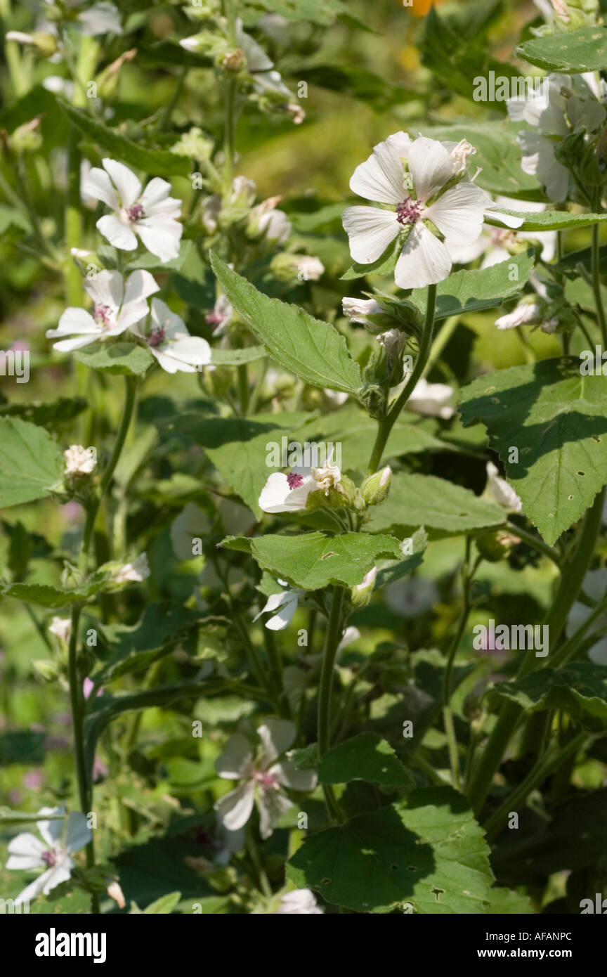 White flowers of Medicinal plant common marshmallow Malvaceae Althaea ...