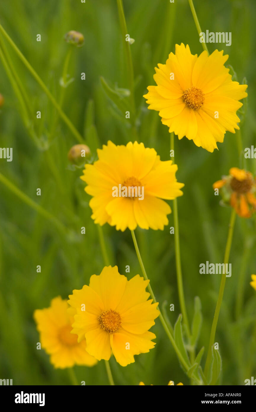 Coreopsis sunburst hi-res stock photography and images - Alamy