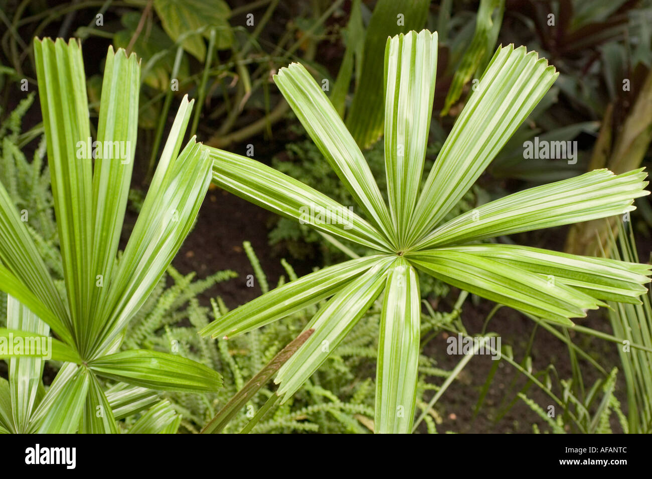 Licuala spinosa hi-res stock photography and images - Alamy