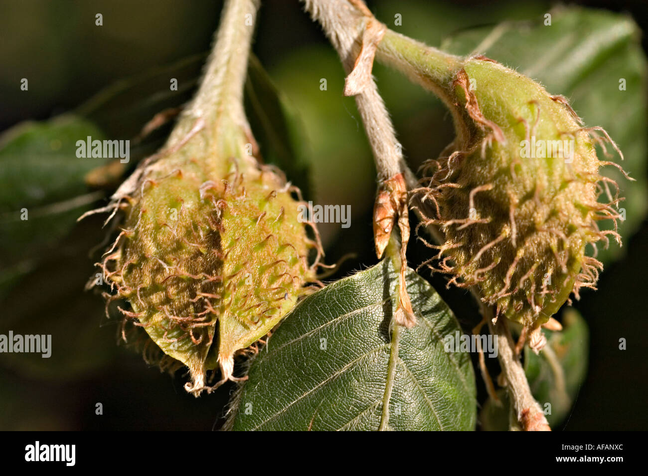 Nuts of Beech Fagaceae Fagus Sylvatica Stock Photo - Alamy