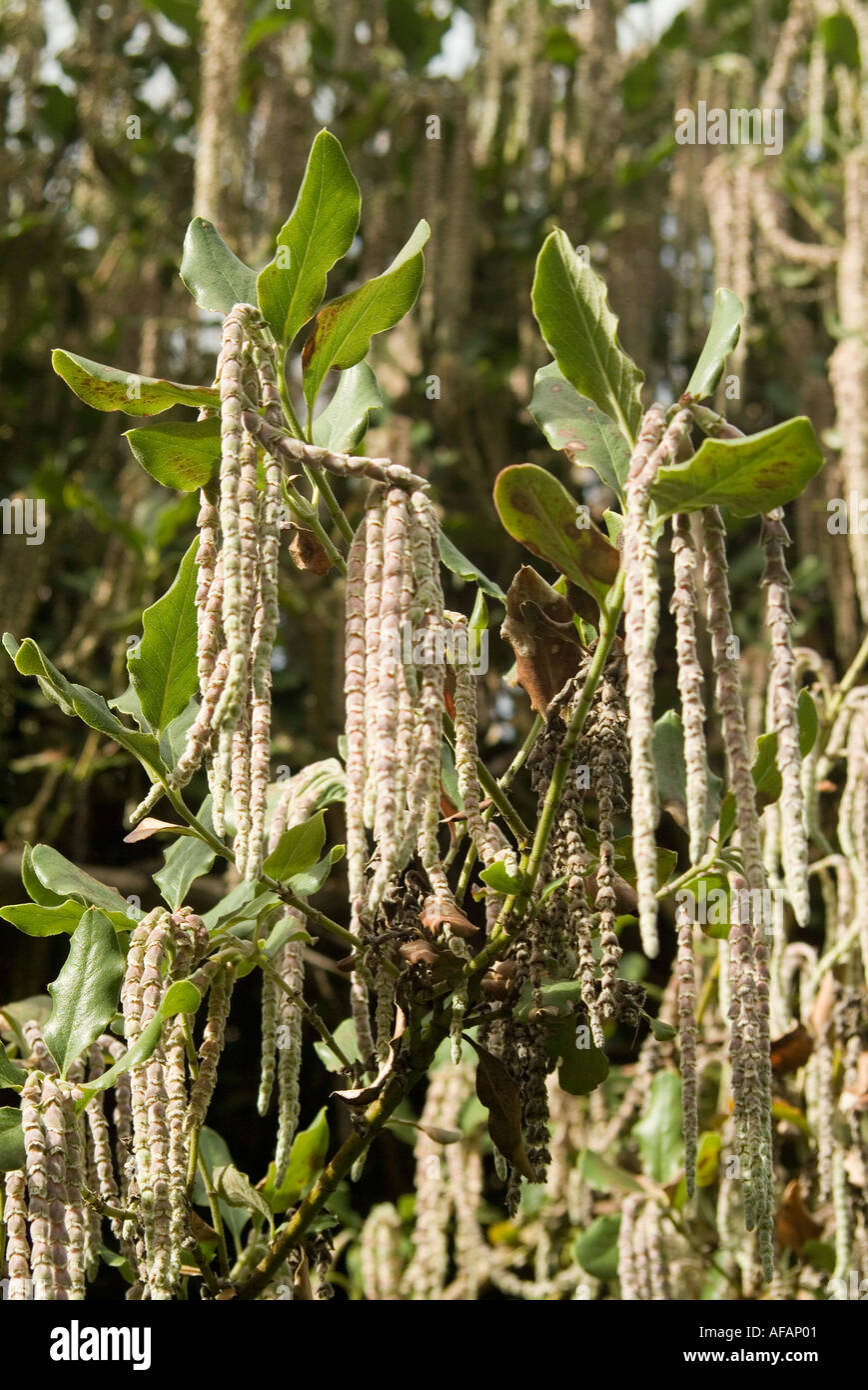 Garrya elliptica tassels hi-res stock photography and images - Alamy
