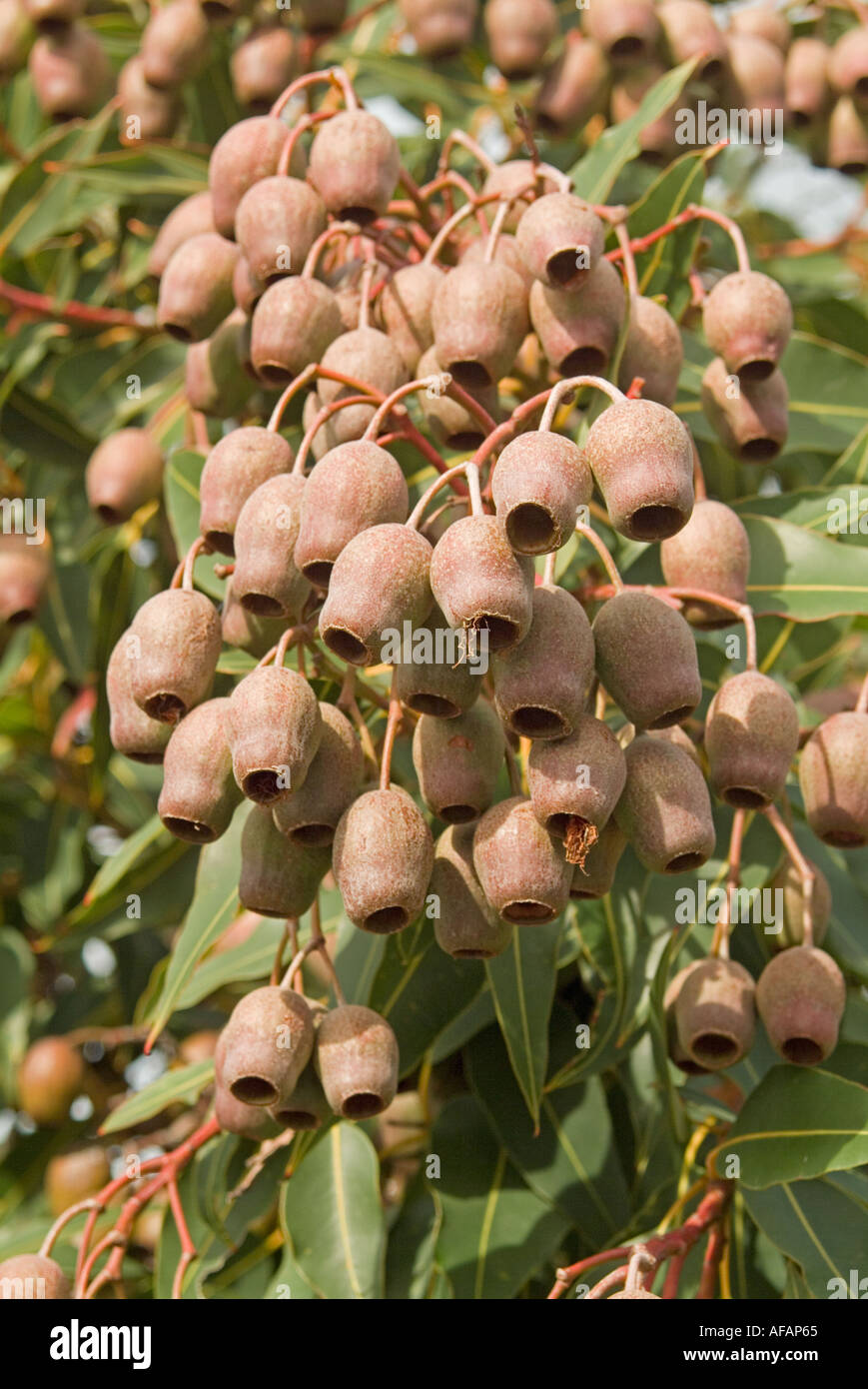 Gum tree pods hi-res stock photography and images - Alamy