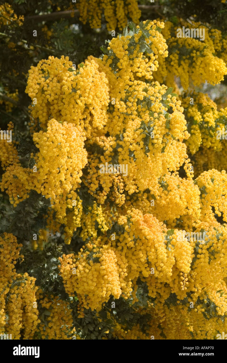Golden wattle trees hi-res stock photography and images - Alamy
