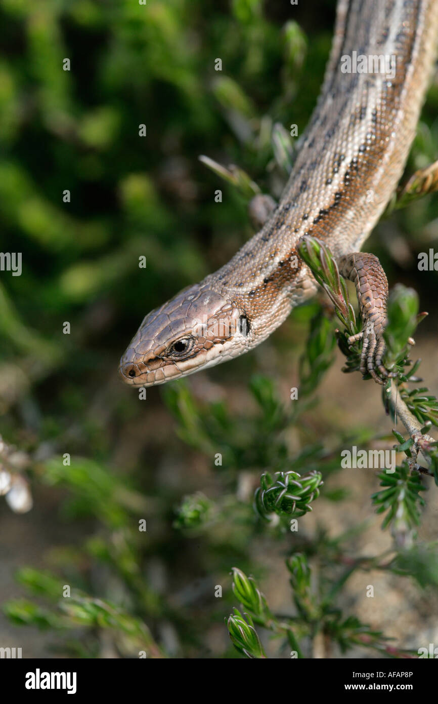 Common Lizard Lacerta vivipara Dorset Stock Photo - Alamy