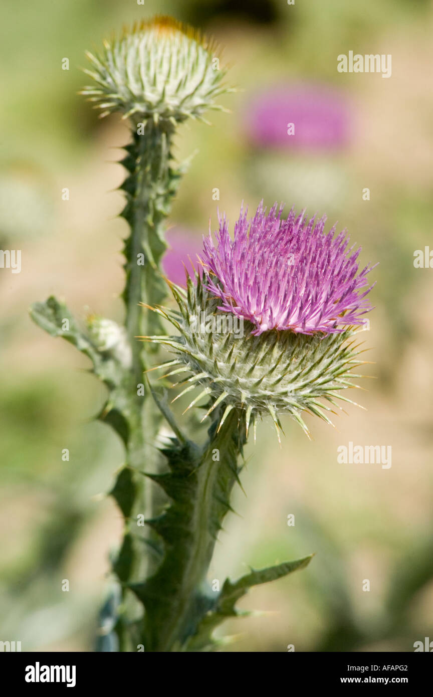 Scotch Thistle or Scotch Cottonhistle Asteraceae Onopordum acanthium ...