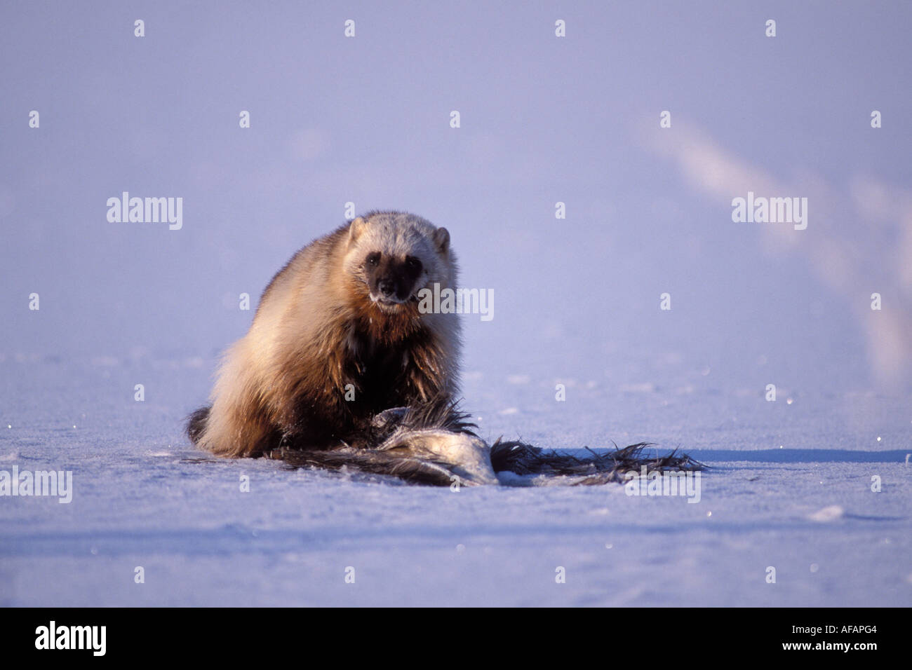 wolverine Gulo gulo in a rare light color phase scavenging on the ...