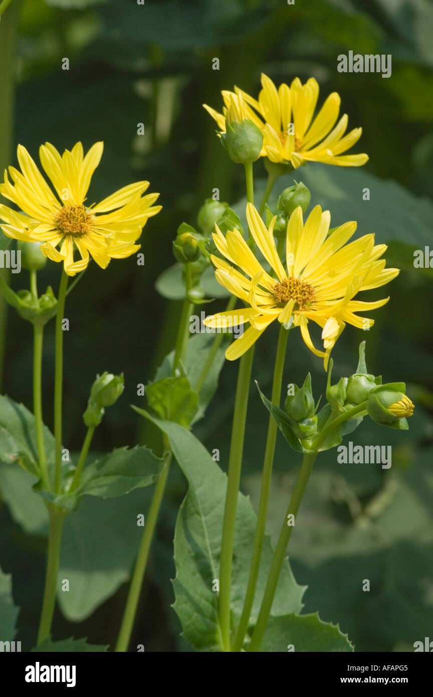 Yellow flowers of cup plant Asteraceae Silphium perfoliatum USA Stock ...