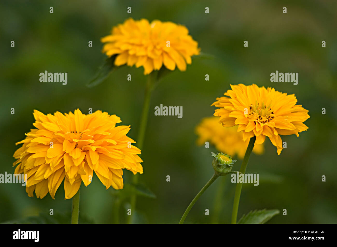 Yellow flowers of smooth oxeye Asteraceae Heliopsis helianthoides ...