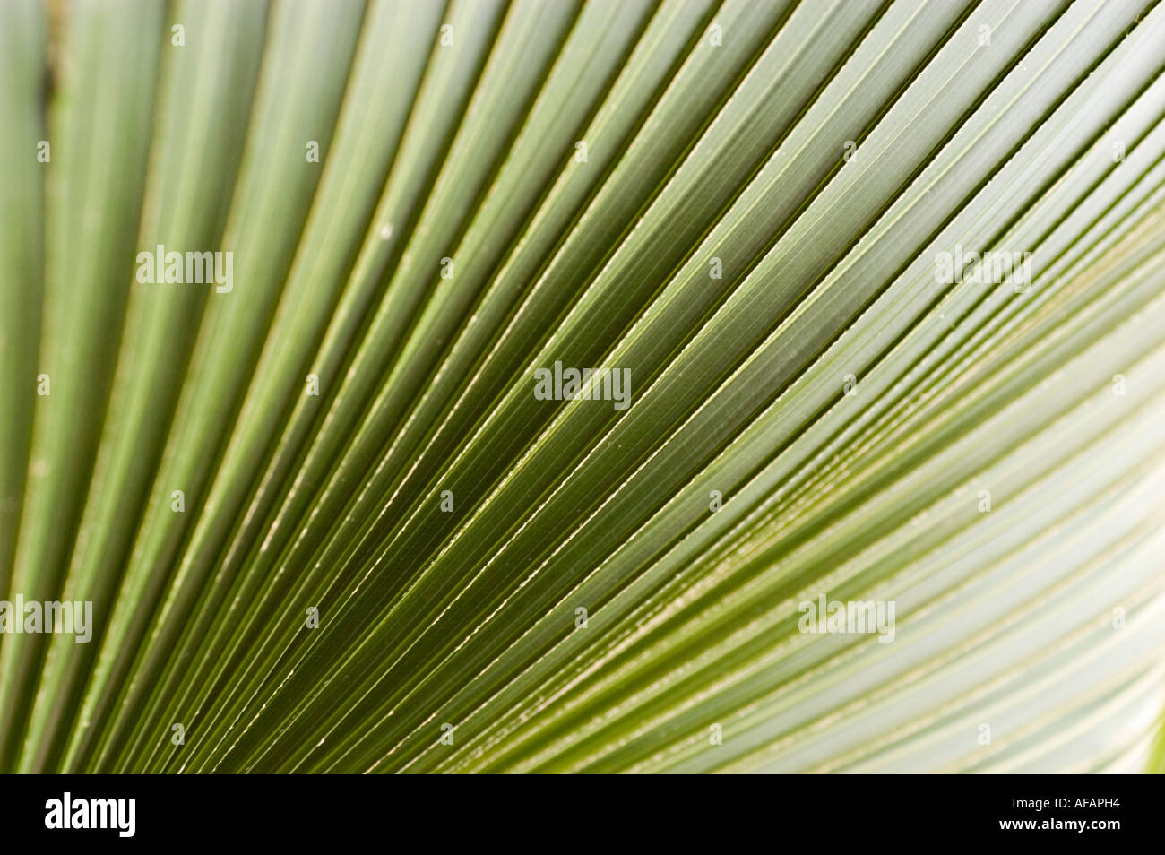 Abstract radial leaf pattern hi-res stock photography and images - Alamy