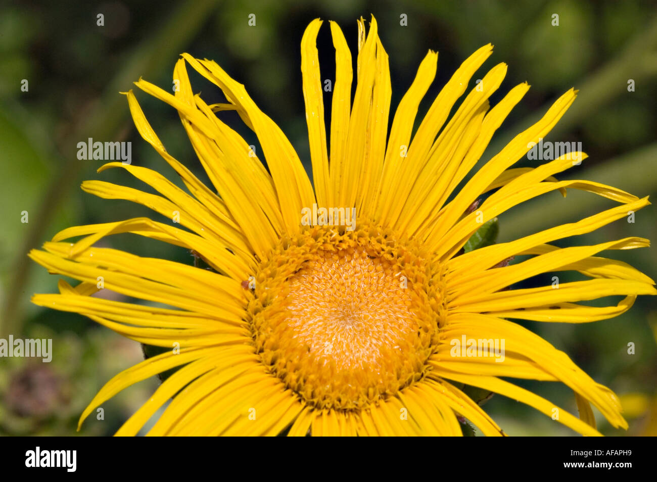 Yellow flowers of Medicinal plant elecampane inula Compositae Inula ...