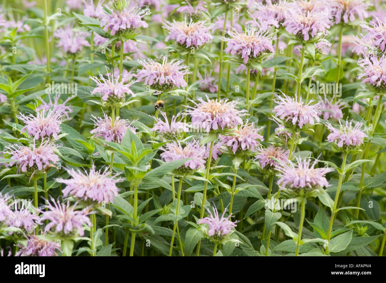 Pink flowers of Bee Balm Lamiaceae Monarda didyma Stock Photo - Alamy