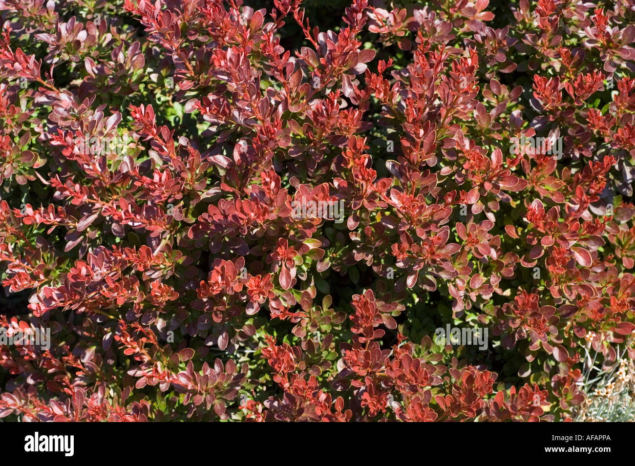 Berberis thunbergii atropurpurea nana hi-res stock photography and ...