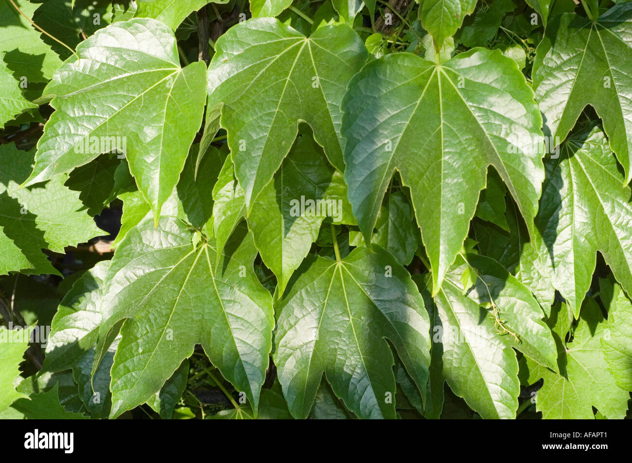 Green leaves of Japanese Ivy or Boston ivy Vitaceae Parthenocissus ...