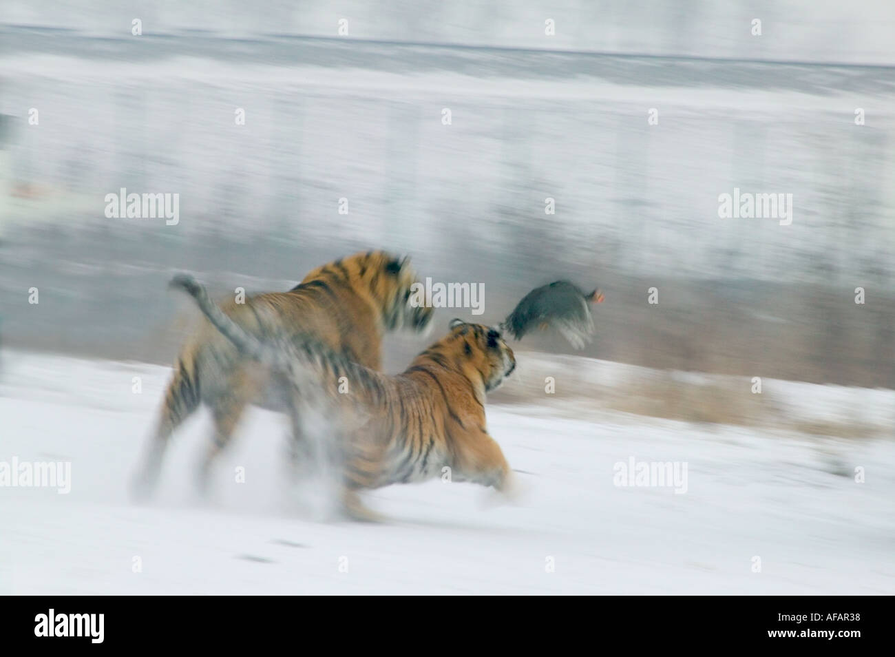 Chasing chicken hi-res stock photography and images - Alamy