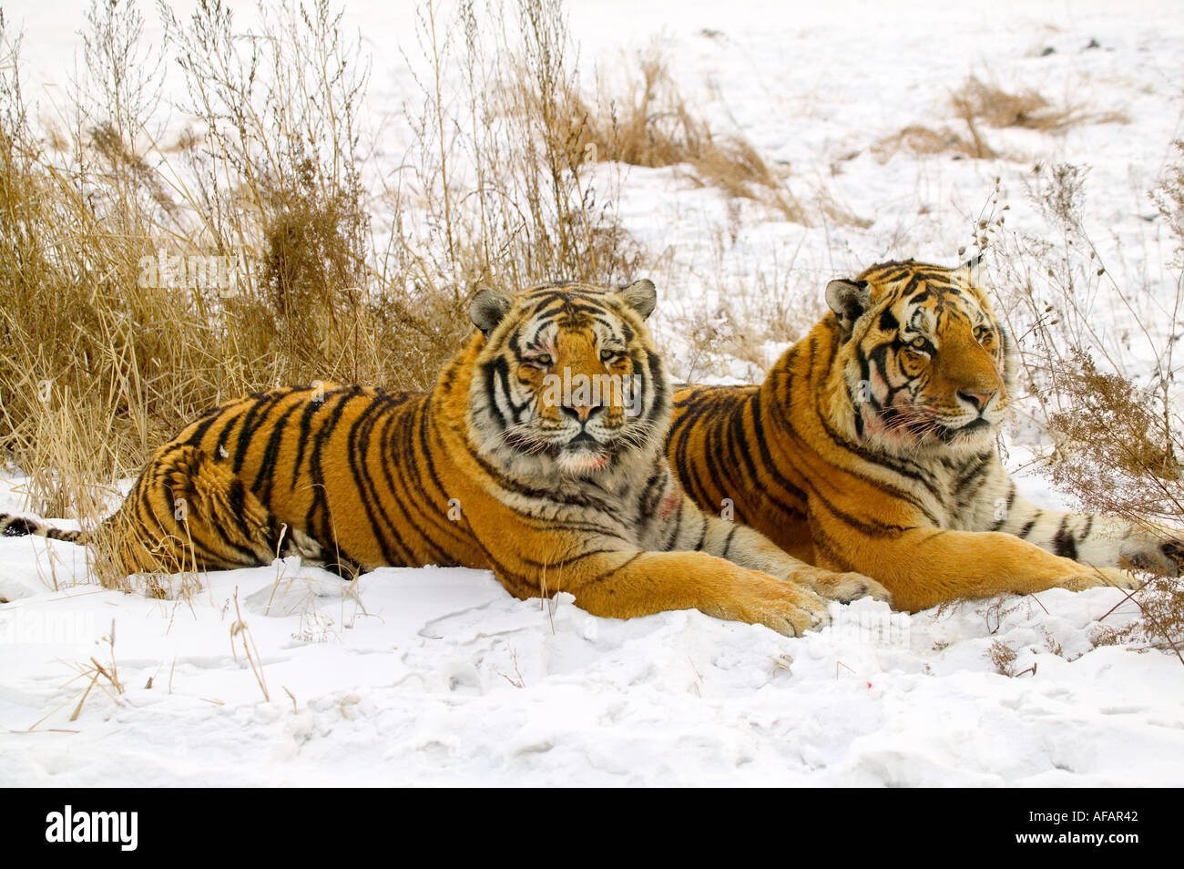 Two Siberian tigers on snow North China Stock Photo - Alamy
