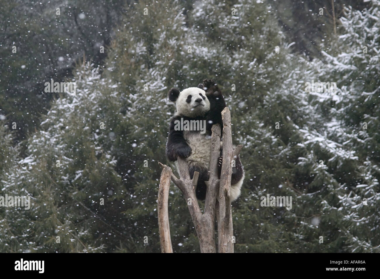 Panda waving hi-res stock photography and images - Alamy