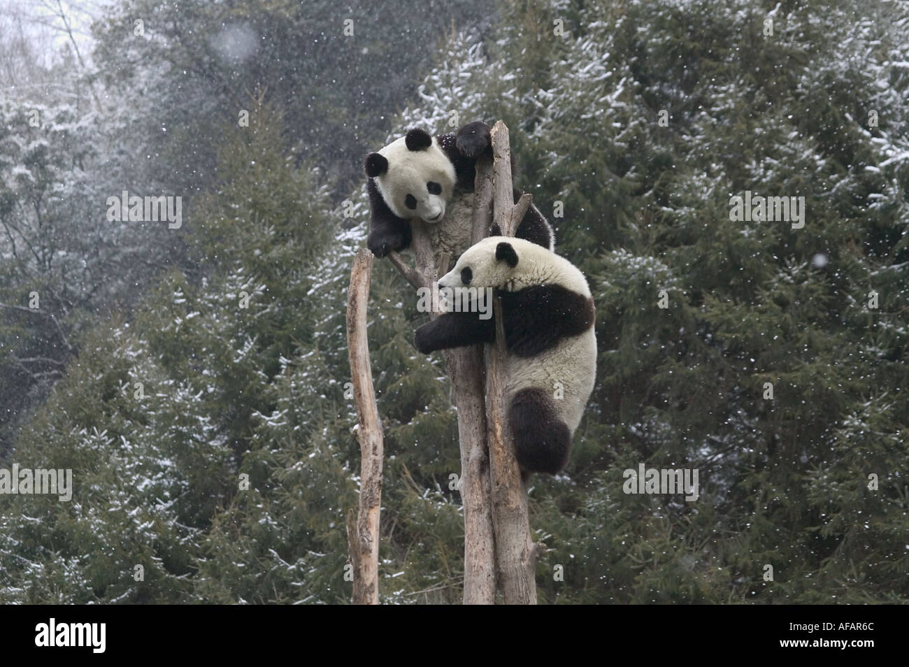 Two Giant pandas climbing the tree in the forest in snow Wolong Panda ...